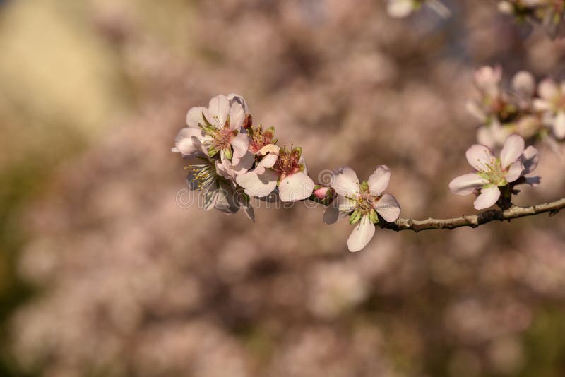 Almond Blossom Almond Blossom Flower, Background, Tree, Pattern, Nature ...