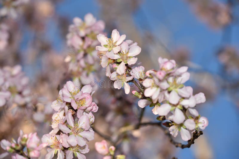 Almond Blossom Almond Blossom Flower, Background, Tree, Pattern, Nature ...