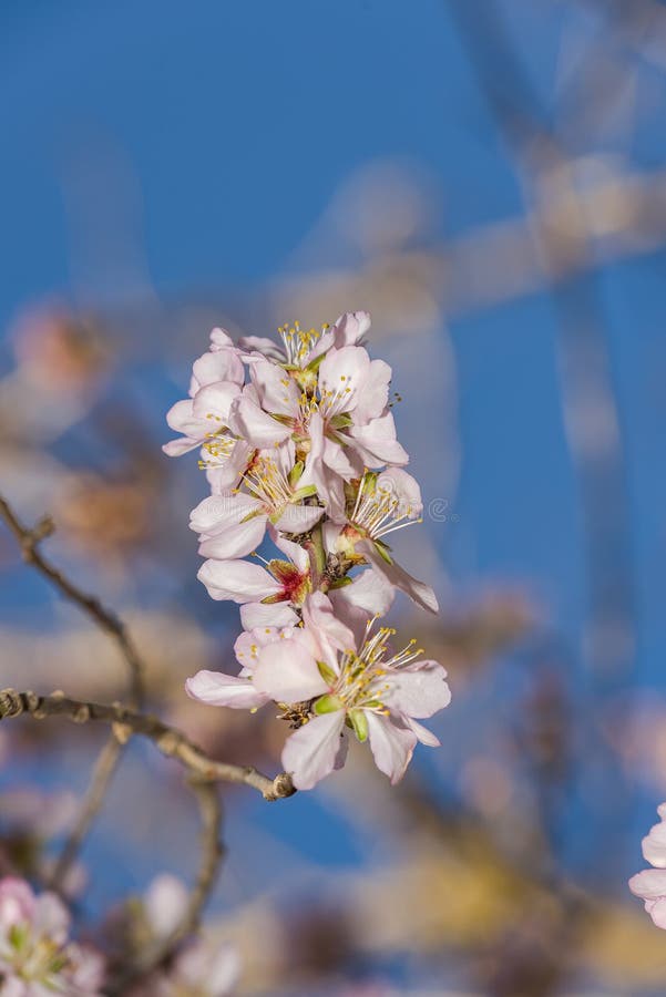 Almond Blossom Almond Blossom Flower, Background, Tree, Pattern, Nature ...