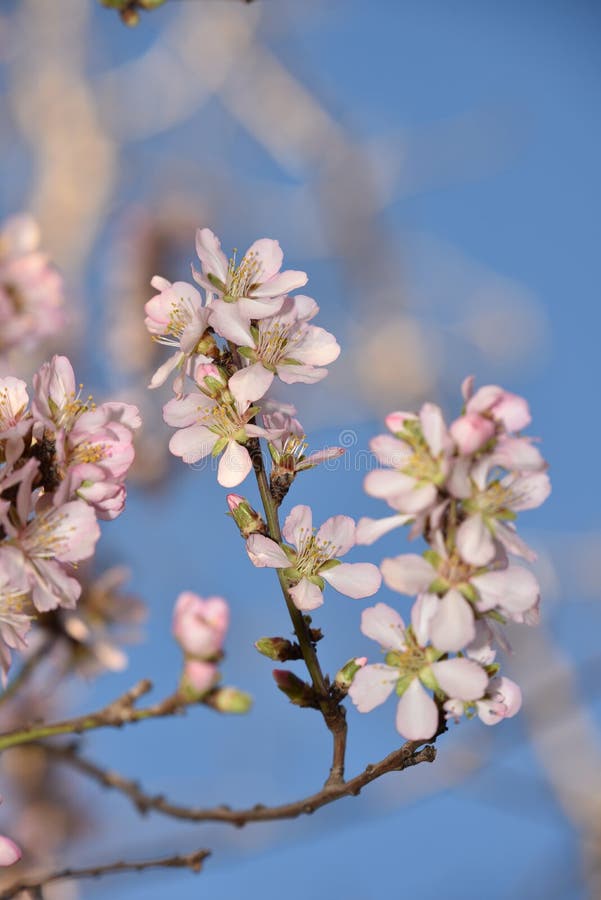 Almond Blossom Almond Blossom Flower, Background, Tree, Pattern, Nature ...