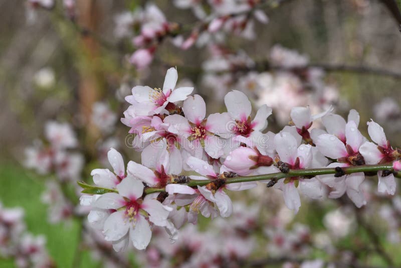 Almond Blossom Almond Blossom Flower, Background, Tree, Pattern, Nature ...