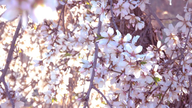 Almond blossom stock image. Image of close, color, backlight - 107455371