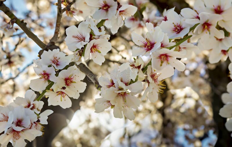 Almond Blossom, Vernal Flowering of the Almond Tree Stock Image - Image ...