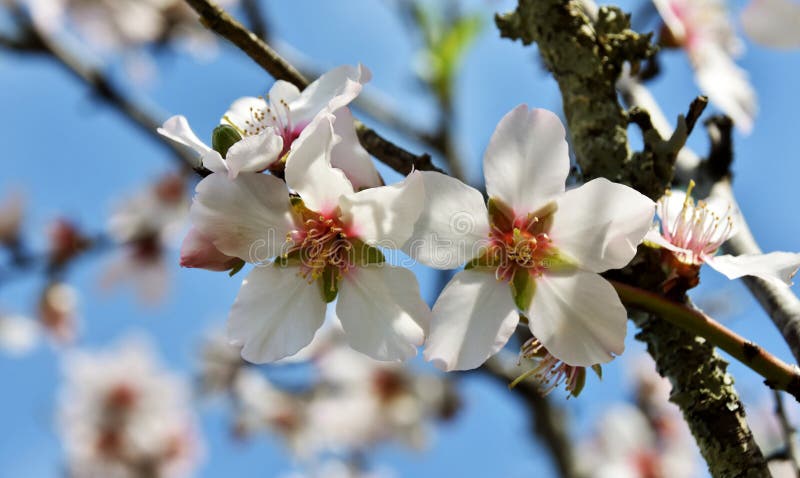 Almond blossoms stock image. Image of spring, branch - 195960457