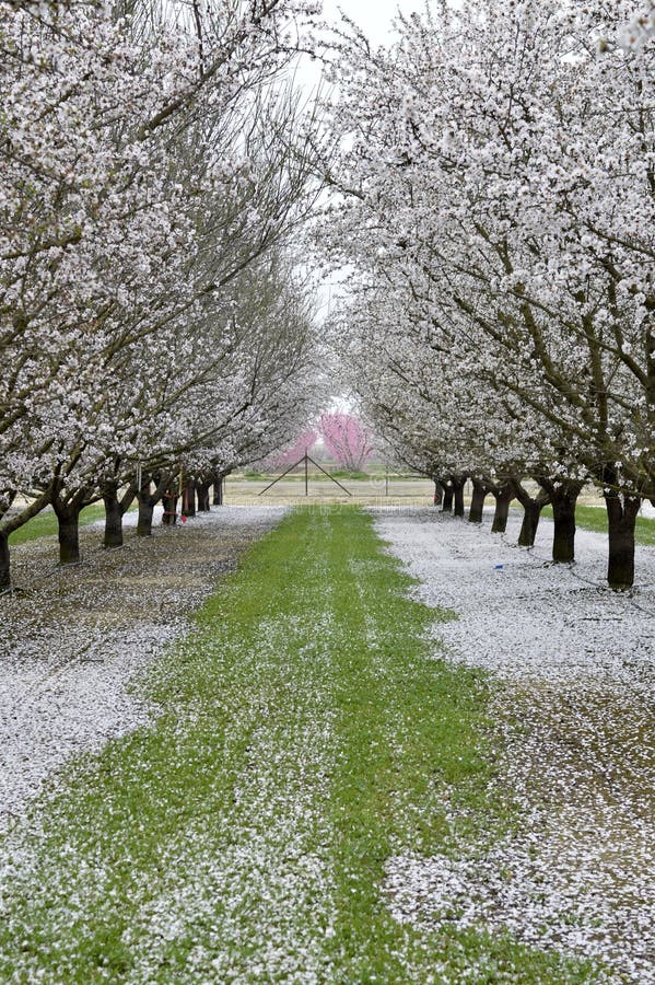 Almond blossoms stock image. Image of light, organic - 50789257