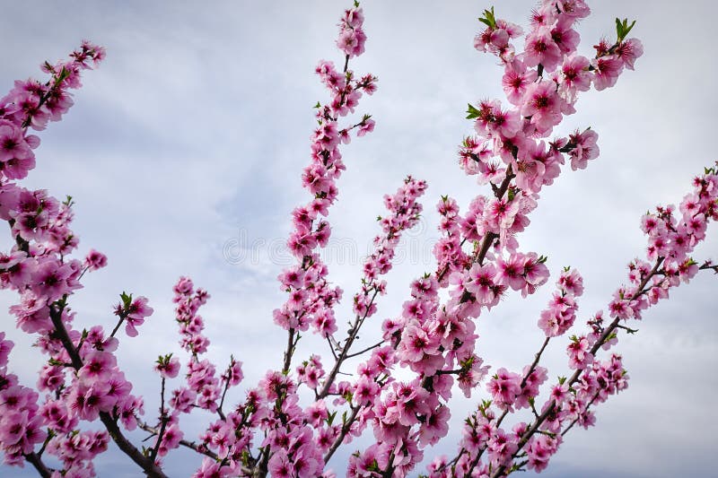 Almond Blossoms in Springtime Stock Photo - Image of produce, purple ...