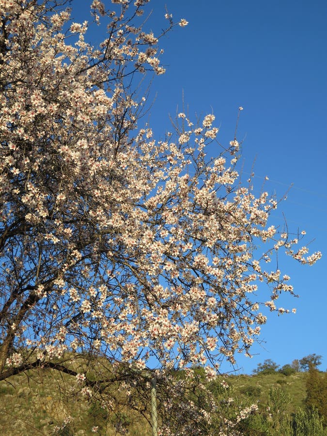 Almond blossoms and valley stock image. Image of sunlight - 84984879