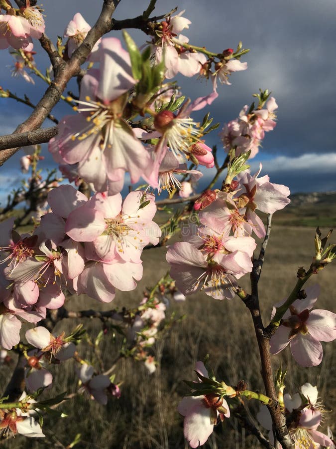 Almond Branch with Pink Flowers Stock Photo - Image of fresh ...