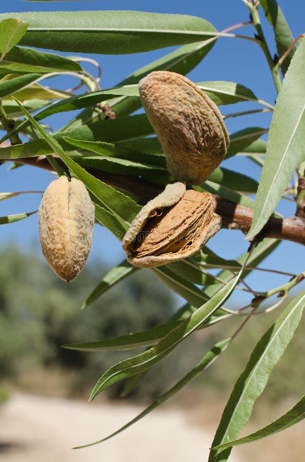 Almond stock image. Image of summer, field, spain, almond - 33877031