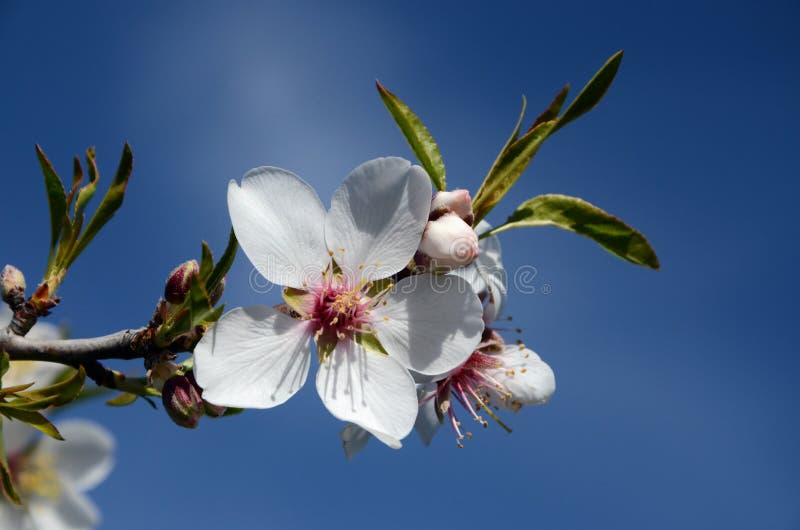 Almond Branch with White Flowers Stock Photo - Image of flower ...