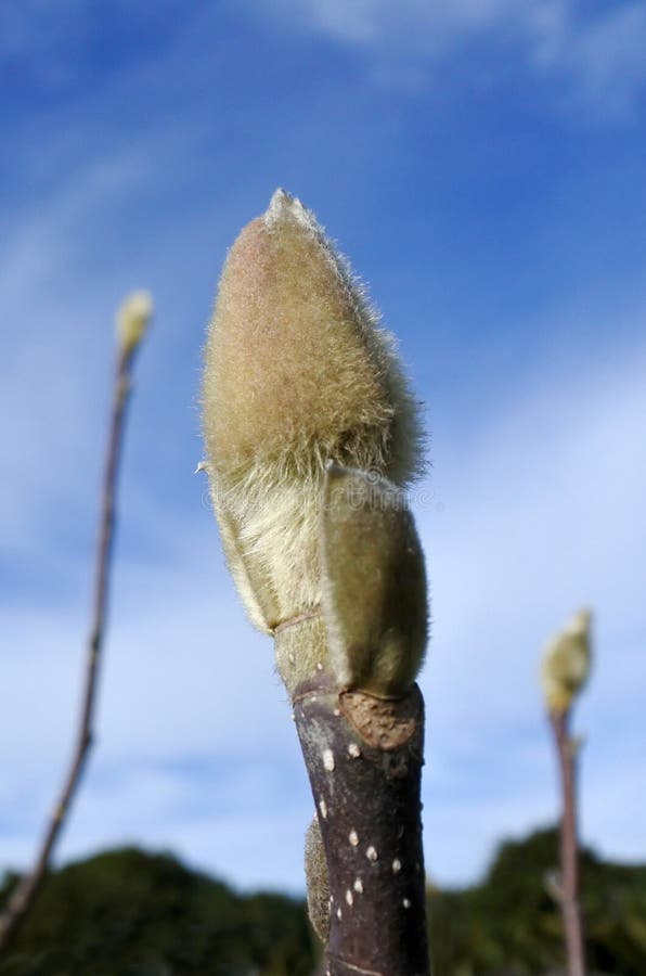 Almond bud stock photo. Image of tree, gardening, plant - 96237462