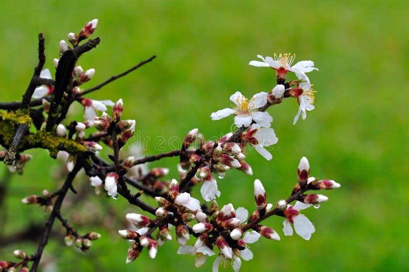 Almond Buds and Flowers after the Rain Stock Photo - Image of abstract ...