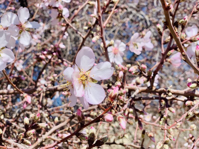 Cherry Blossom Background Almond Tree Stock Image - Image of tree ...