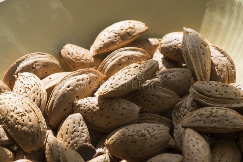 Almond Close-up, Almond with Shell Stock Image - Image of green ...