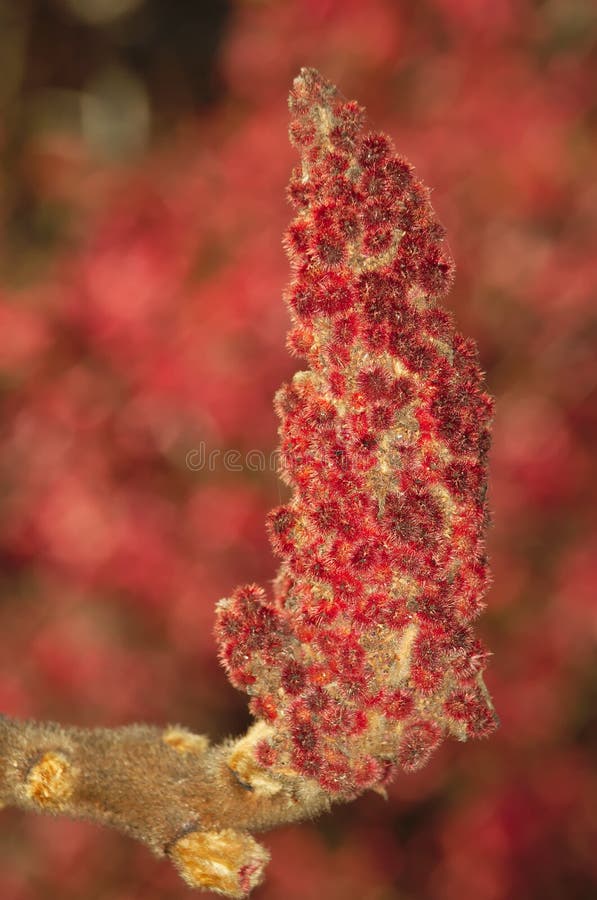 Almond Colored Sprout on Budding Tree Stock Image - Image of vivid ...