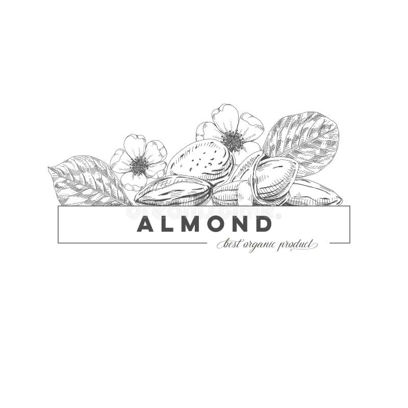 Almond Composition Poster, Retro Hand Drawn Vector Illustration. Stock ...