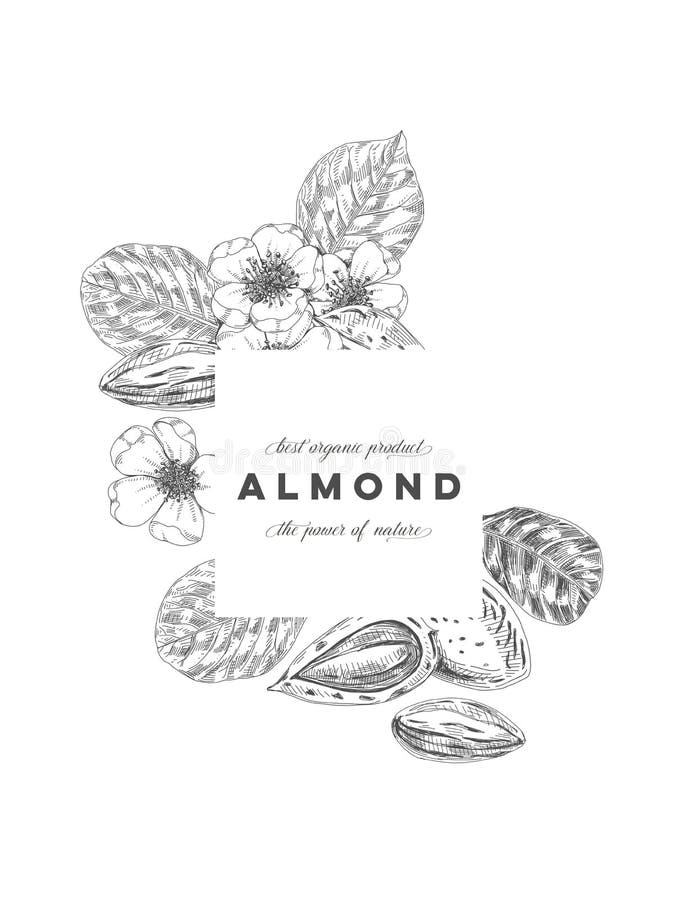 Almond Composition Poster, Retro Hand Drawn Vector Illustration. Stock ...