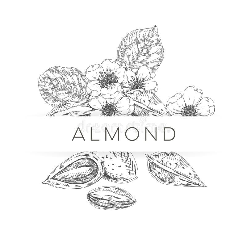 Almond Composition Poster, Retro Hand Drawn Vector Illustration. Stock ...