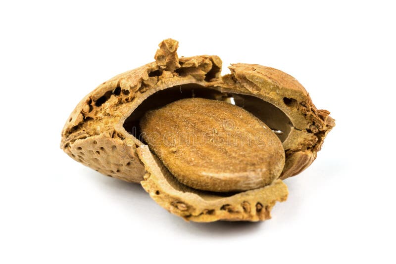 26,939 Cracked Nutshell Photos - Free & Royalty-Free Stock Photos from ...