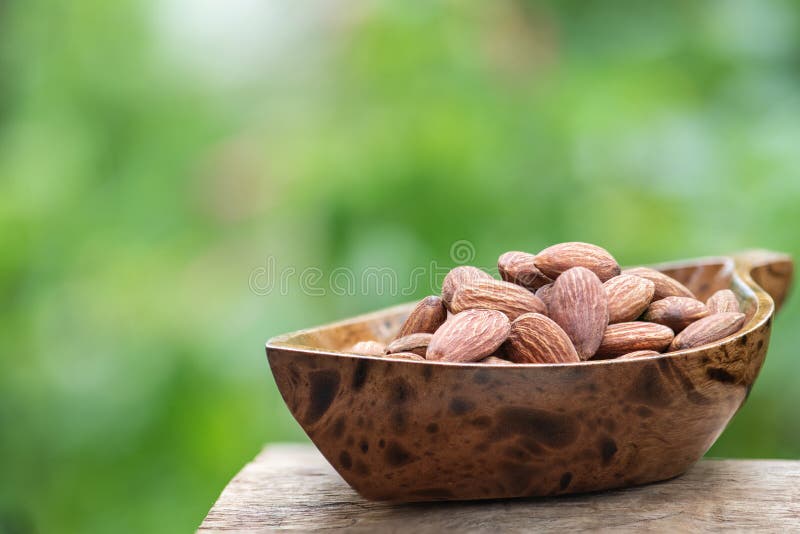 Tropical Almond, Bengal Almond, Indian Almond, Sea Almond, Beach Almond ...