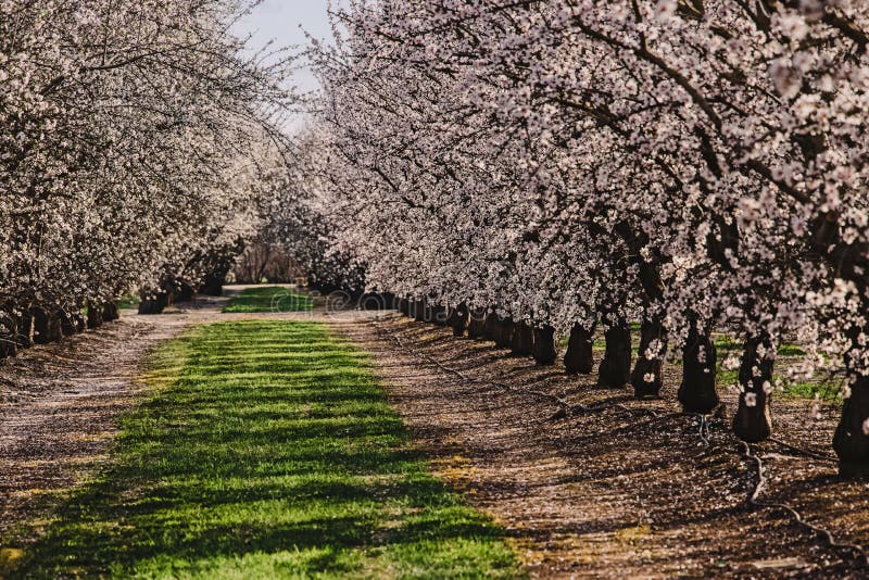 Almond Farm at Spring, Rows of White Blooming Trees Stock Image - Image ...