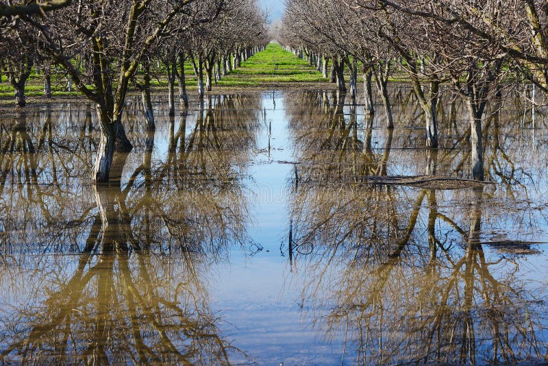 Almond farm stock image. Image of almond, swamp, reflection - 54022751