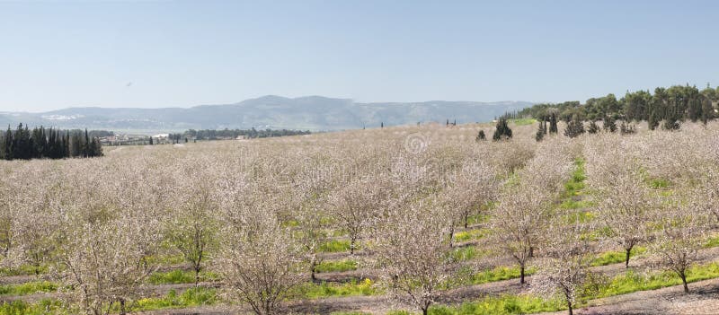 Almond Field Bloom at Jezreel Valley Stock Image - Image of flora ...