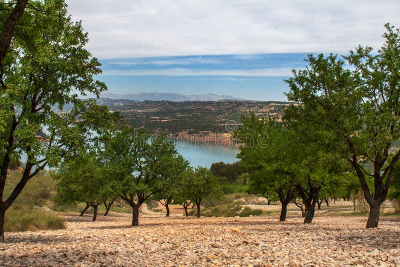 Almond Field by a Lake stock image. Image of color, spring - 44591555