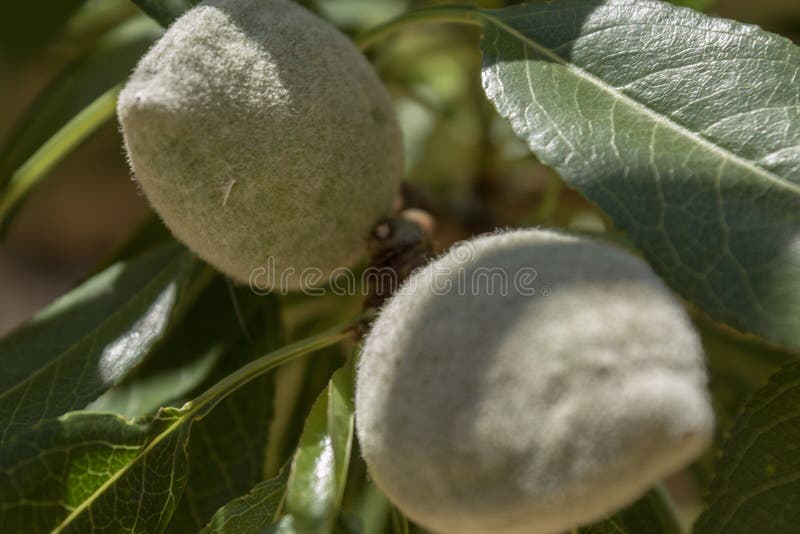 Almond field stock photo. Image of ripe, ecological - 185048144