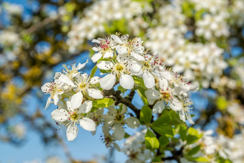 Wild Almond over blue sky stock image. Image of closeup - 113455509