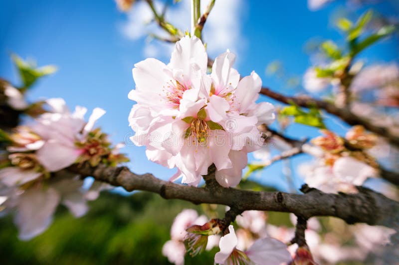 Almond Flower Blossom Tree with Sky. Stock Image - Image of almond ...