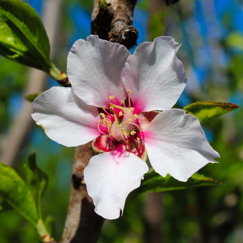 Almond Flower on a Branch in an Almond Orchard Stock Image - Image of ...