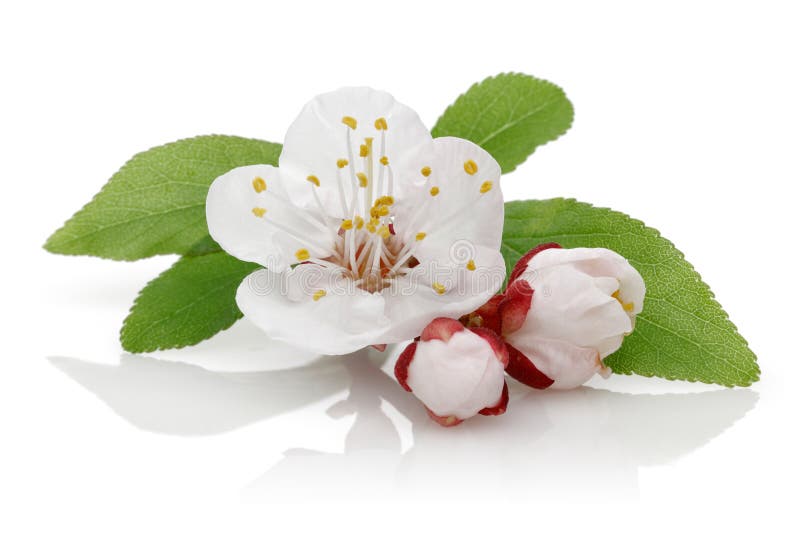 Almond Flower and Bud with Leaves Isolated Stock Photo - Image of leaf ...
