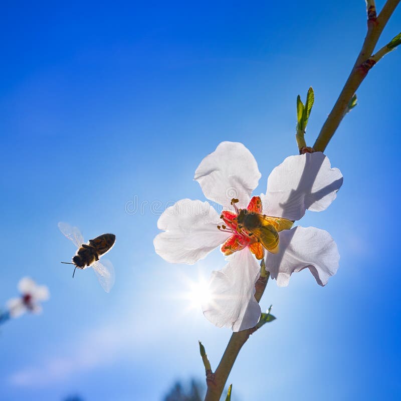 Almond Flower Trees Field Pink White Flowers Stock Photo - Image of ...