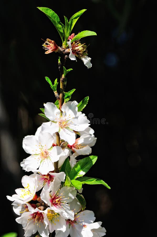 Almond flowers stock photo. Image of israel, life, botany - 37964704