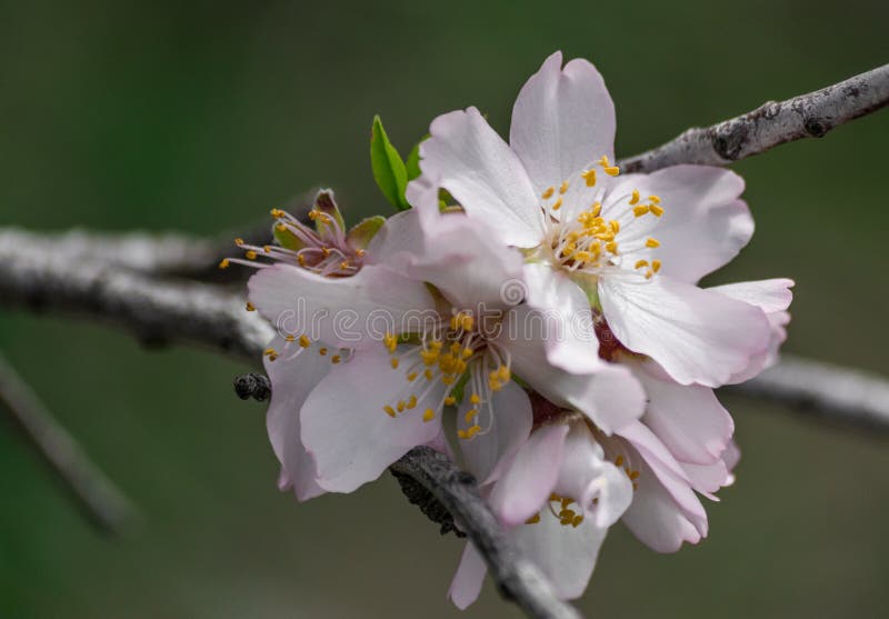 Almond flowers blooming stock photo. Image of detail - 171551324