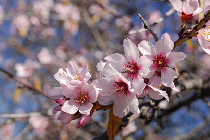 Almond flowers blooming stock image. Image of green - 172569977