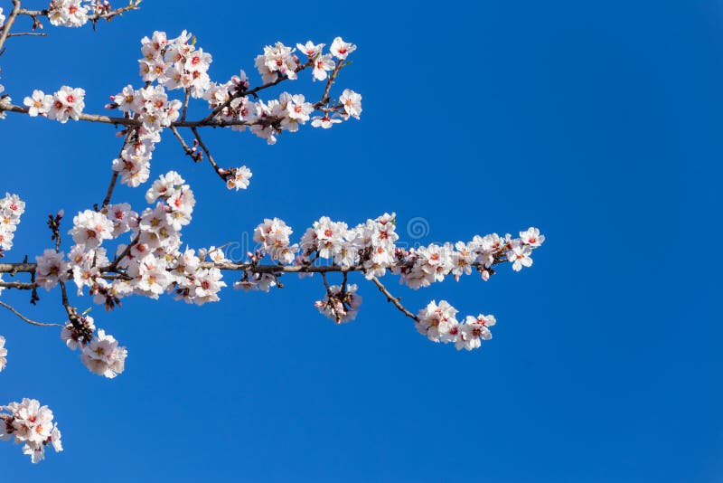 Almond Flowers Blue Sky Spring Season Bees Stock Photo - Image of ...
