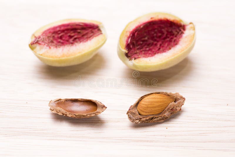Almond fruit with seed stock photo. Image of botany - 125879774