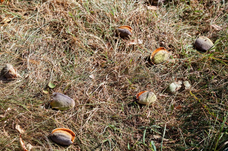 Almond Fruits on the Grass in the Garden Stock Photo - Image of season ...