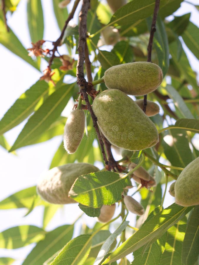 Almond Fruits on a Tree in the Garden. Growing Agricultural Crops Stock ...