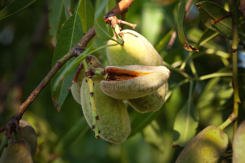 Almond Fruits on a Tree in the Garden Stock Photo - Image of nutshell ...