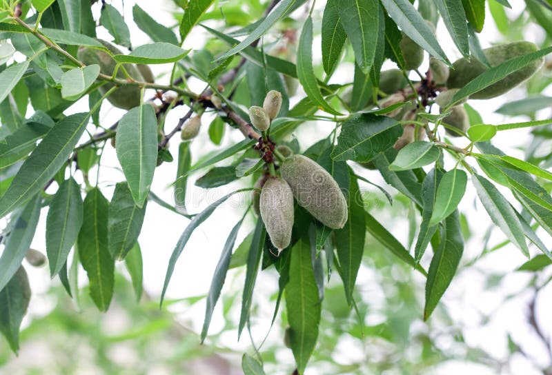 Almond Fruits on a Tree in the Garden Stock Image - Image of fruits ...