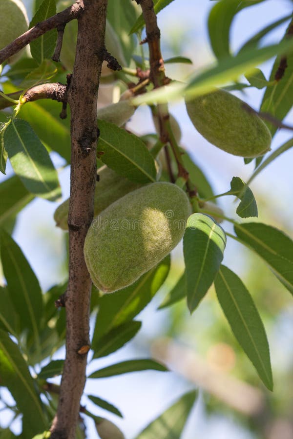 Almond Fruits on a Tree in the Garden Stock Photo - Image of leaf ...