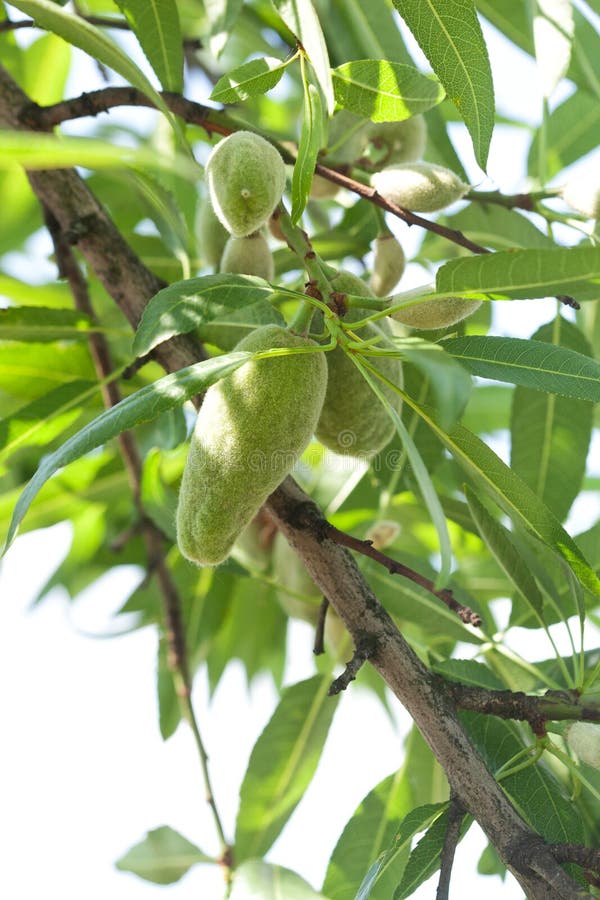 Almond Fruits on a Tree in the Garden Stock Photo - Image of garden ...