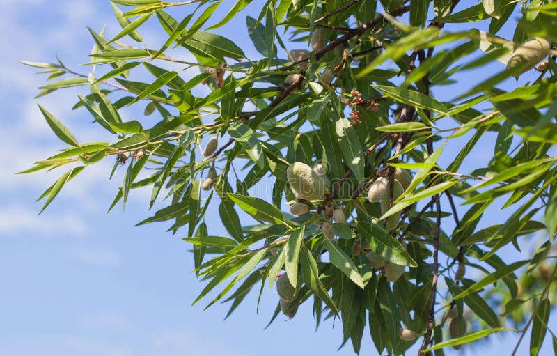 Almond Fruits on a Tree in the Garden Stock Photo - Image of bitter ...