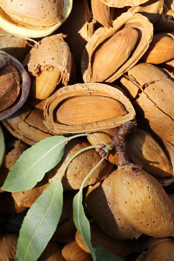 Almond harvest stock photo. Image of almond, copy, ingredient - 195787408