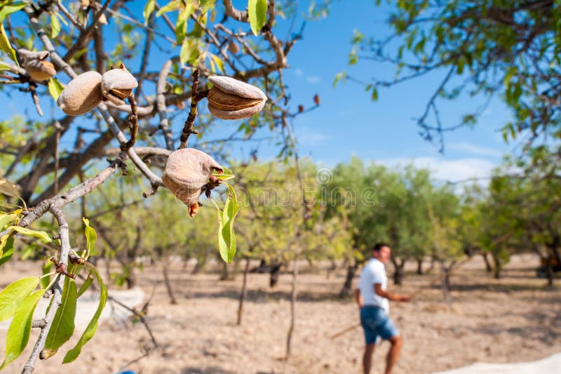 Almond harvest time editorial stock photo. Image of avola - 171509448