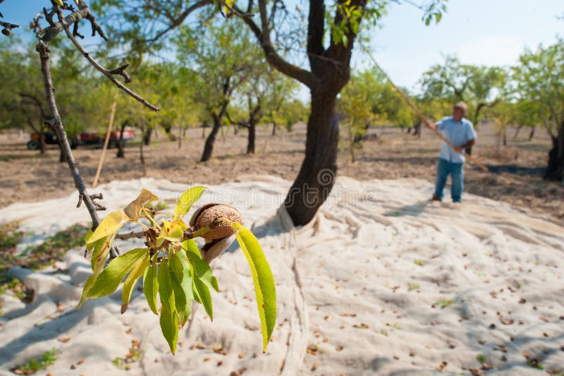 Almond harvest time editorial photography. Image of countryside - 171509507