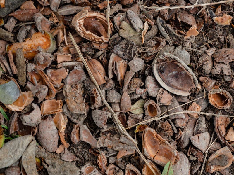 Almond Harvest Time. Shells of Broken Almonds Nuts Stock Photo - Image ...